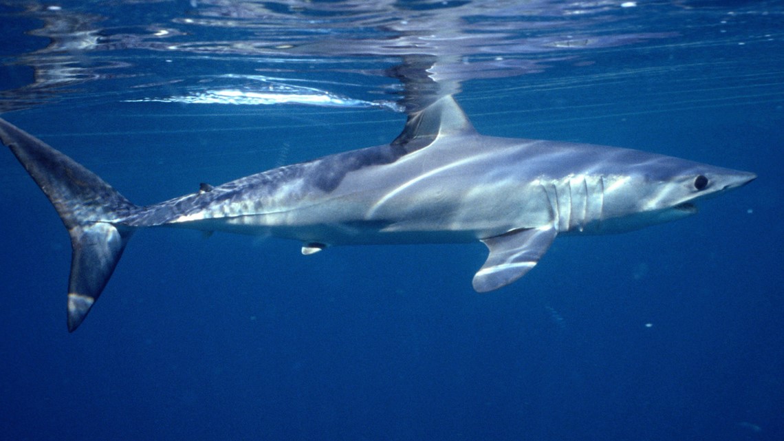 Study: Steep decline in global shark, ray populations | 12news.com