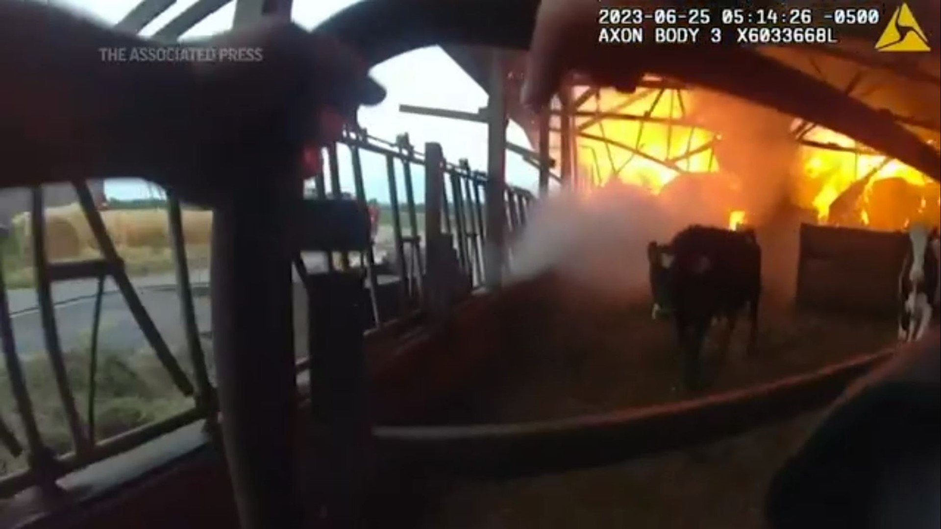 WATCH: Wisconsin police officer saves cows from burning barn | 12news.com