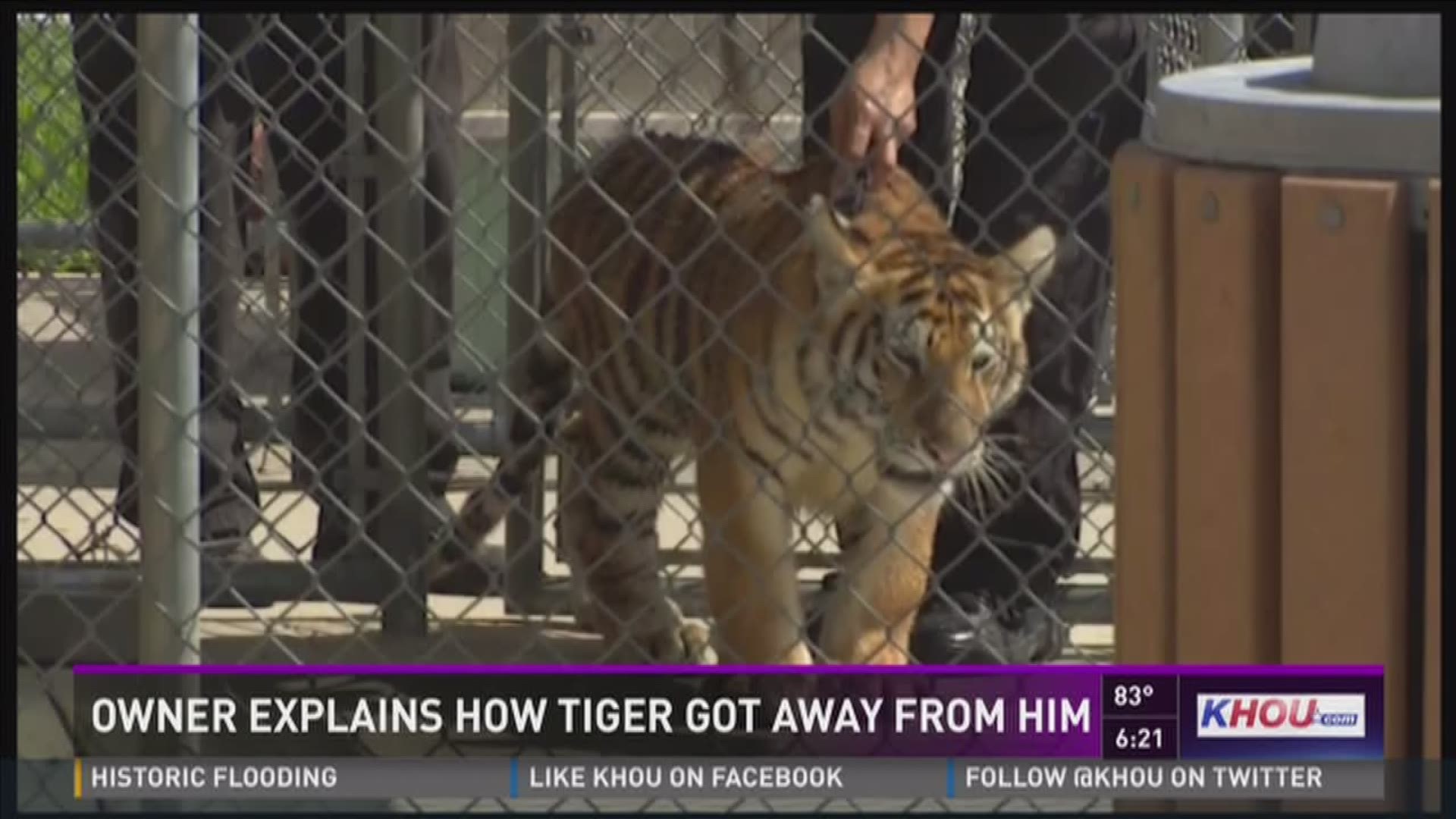 Owner comes forward claiming Conroe tiger | 12news.com