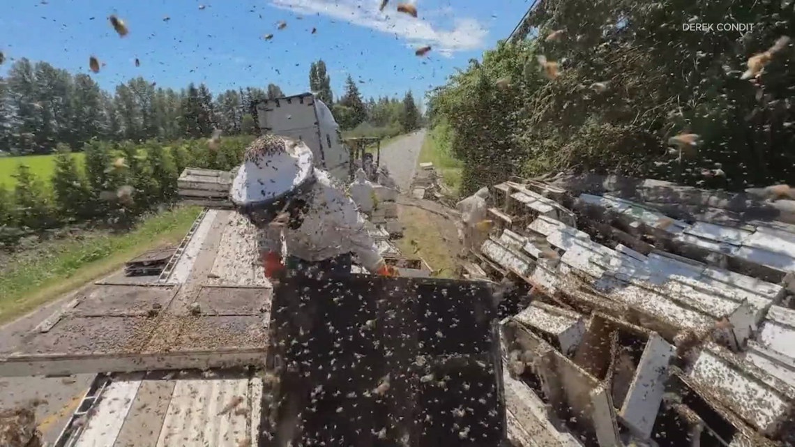 15 million bees turn wild after Whatcom County truck accident | 12news.com