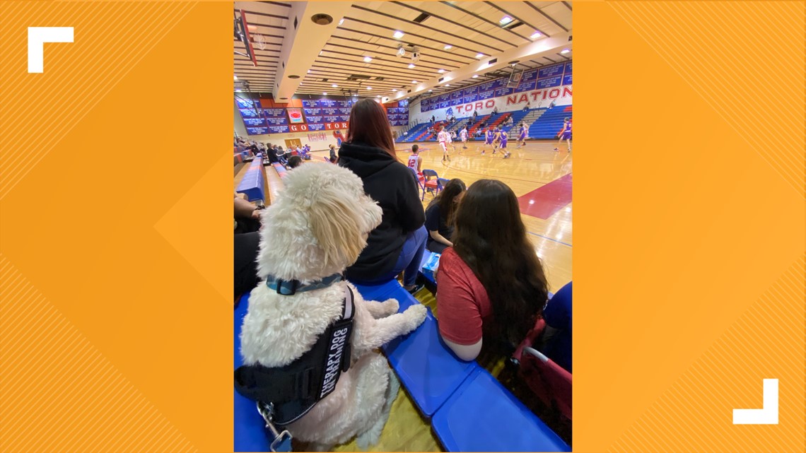 Pawsitive Peers program in Mesa Public Schools improves students ...