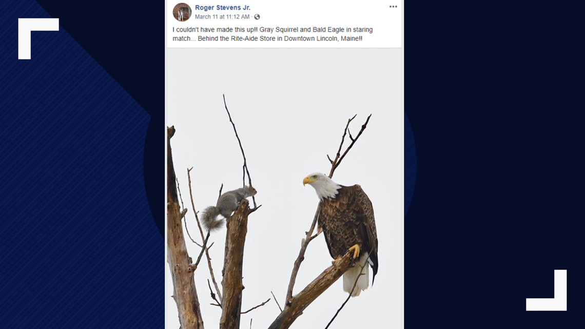 Photographer captures epic staredown between a squirrel and a bald ...