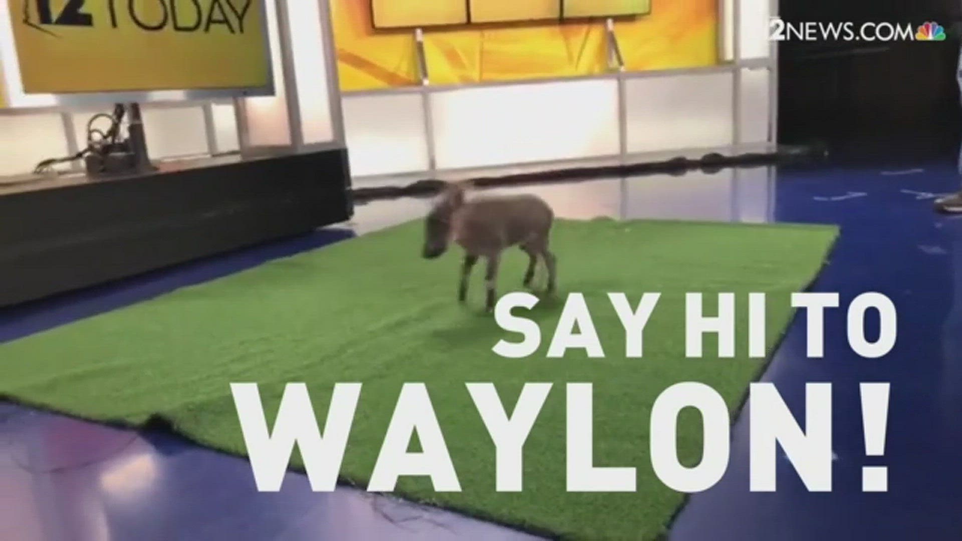 Meet Waylon: Arizona's Wildlife World Zoo shows off adorable baby ...