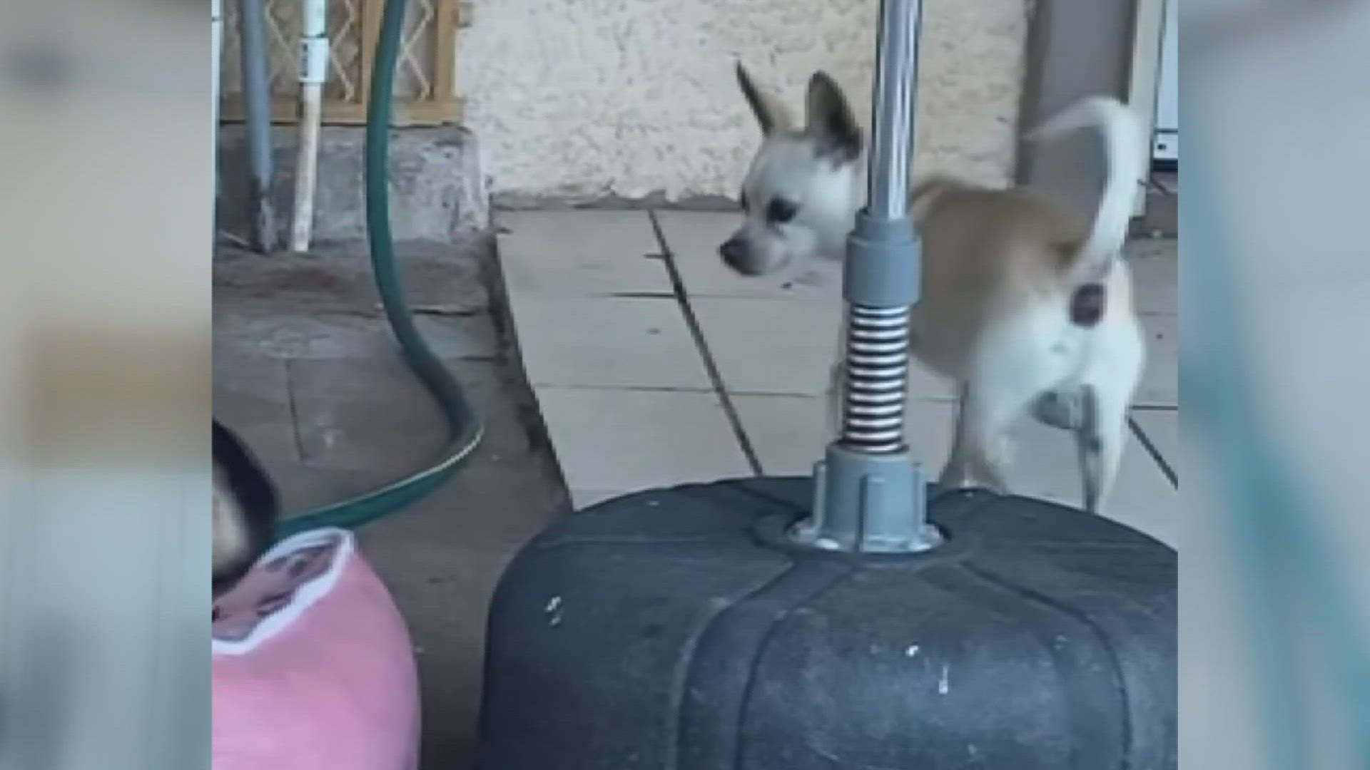 Man allegedly caught on camera beating dog to death | 12news.com