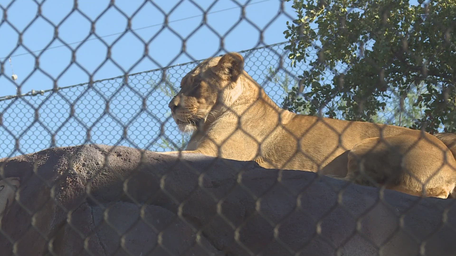 New predator exhibit opens at Phoenix Zoo | 12news.com