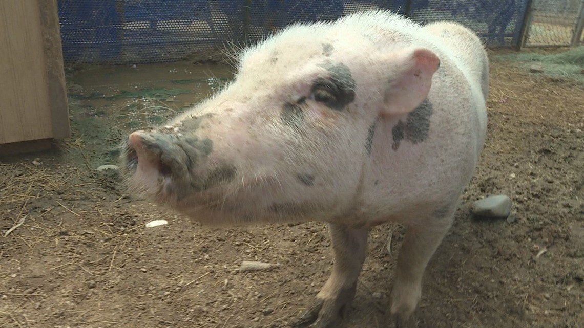 Phoenix pig rescue urges pet owners to get their animals fixed | 12news.com