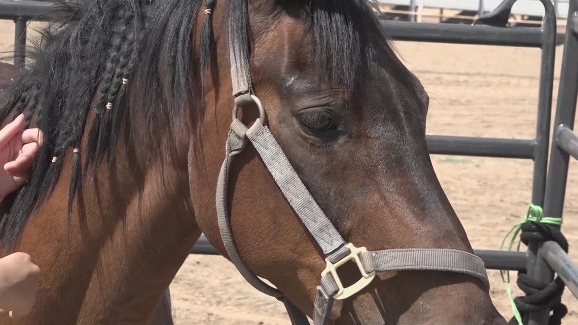 Boulder View Fire: Volunteers help displaced animals | 12news.com