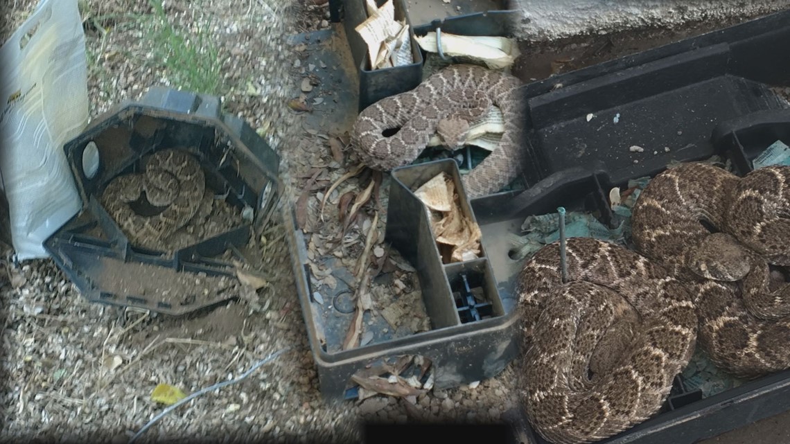 Snakes are outsmarting their prey by hiding in rat traps | 12news.com