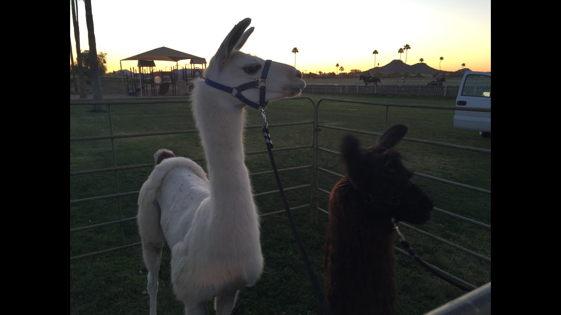 Llama Drama llamas ready for quick appearance at Phoenix horse track ...