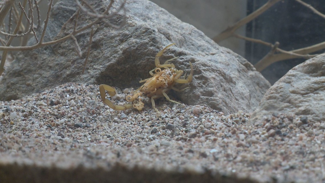 Arizona bark scorpion has babies at Phoenix Zoo | 12news.com