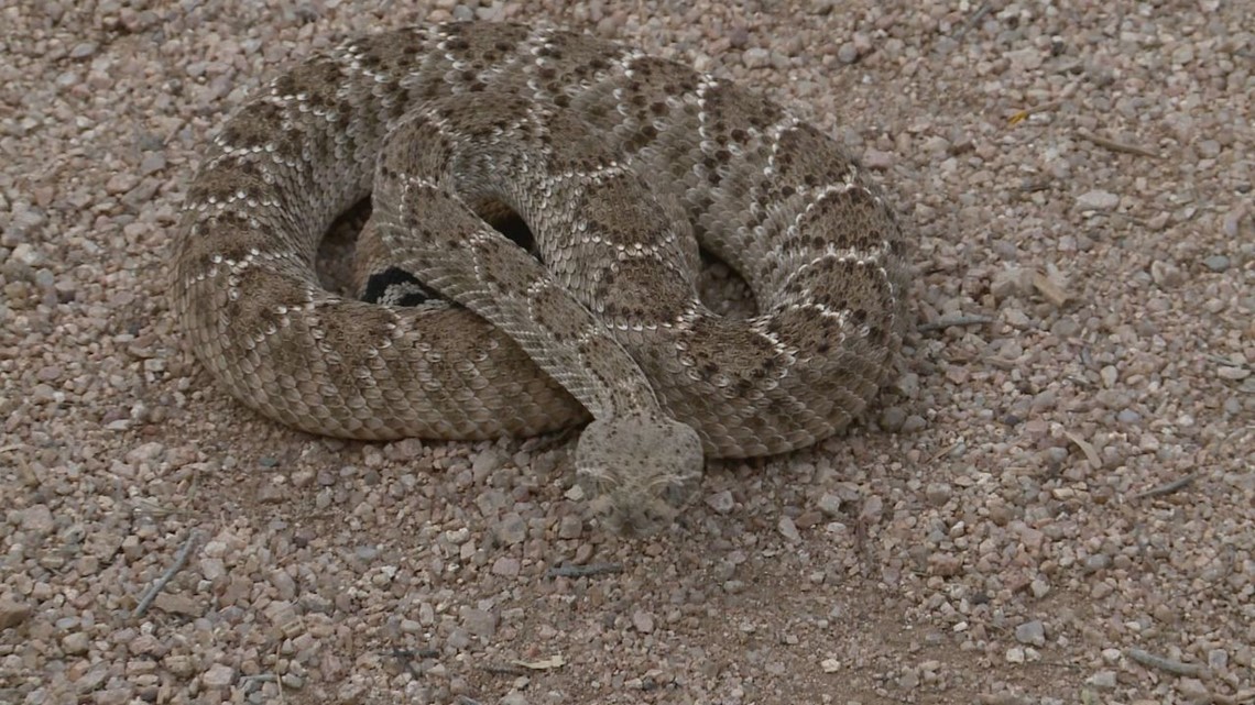 Phoenix wildlife experts warn trick-or-treaters of rattlesnakes this ...