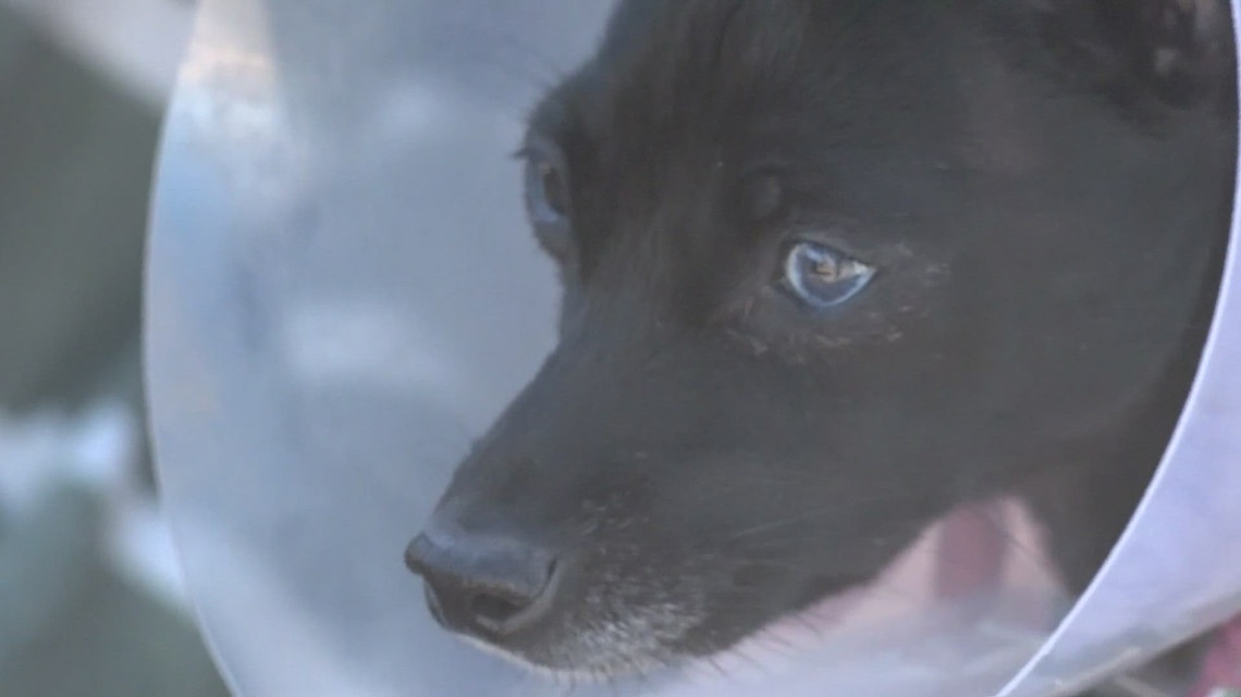 How East Valley communities came together to get lost dog home | 12news.com