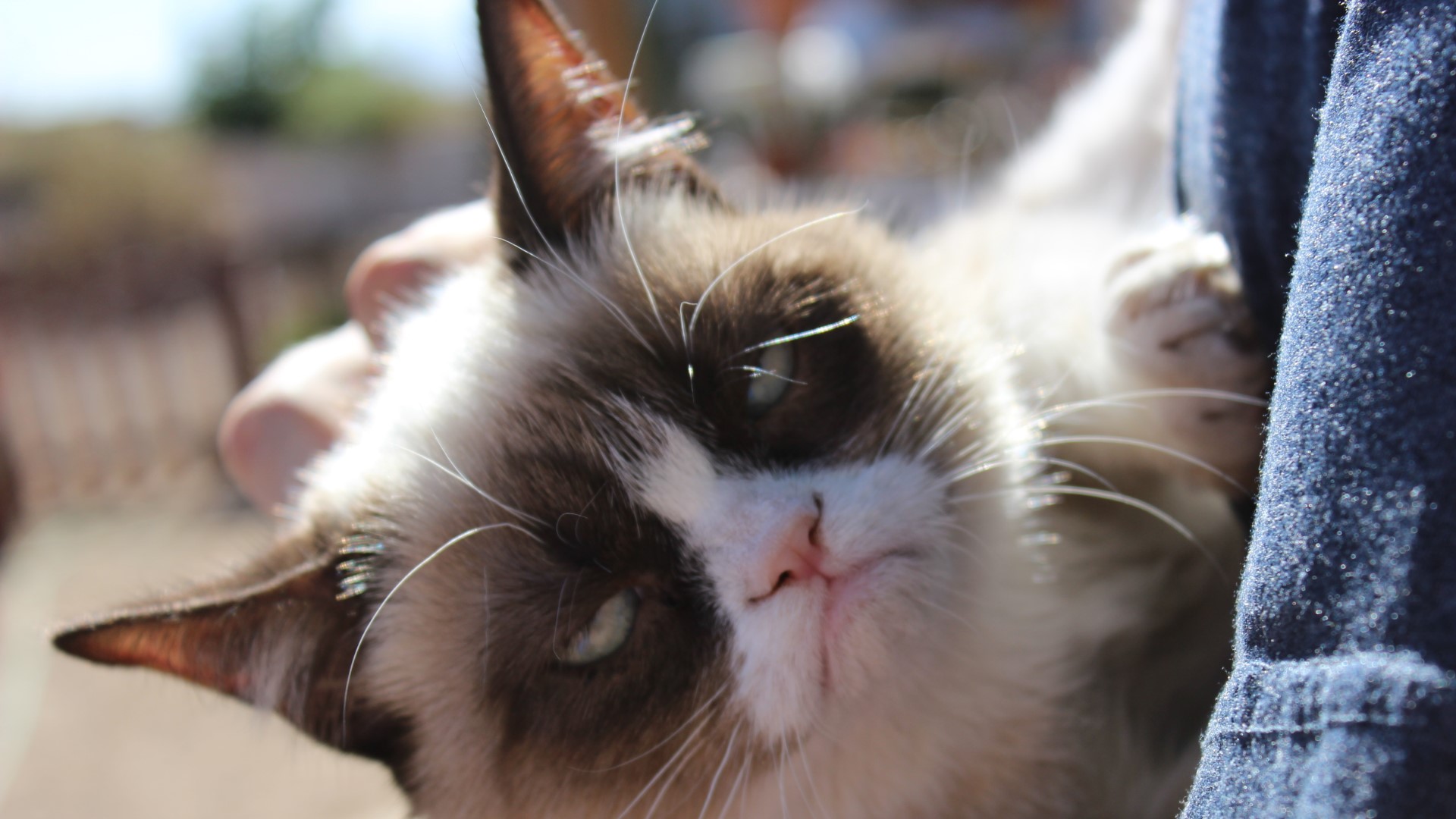 Grumpy Cat at her Morristown, AZ home | 12news.com