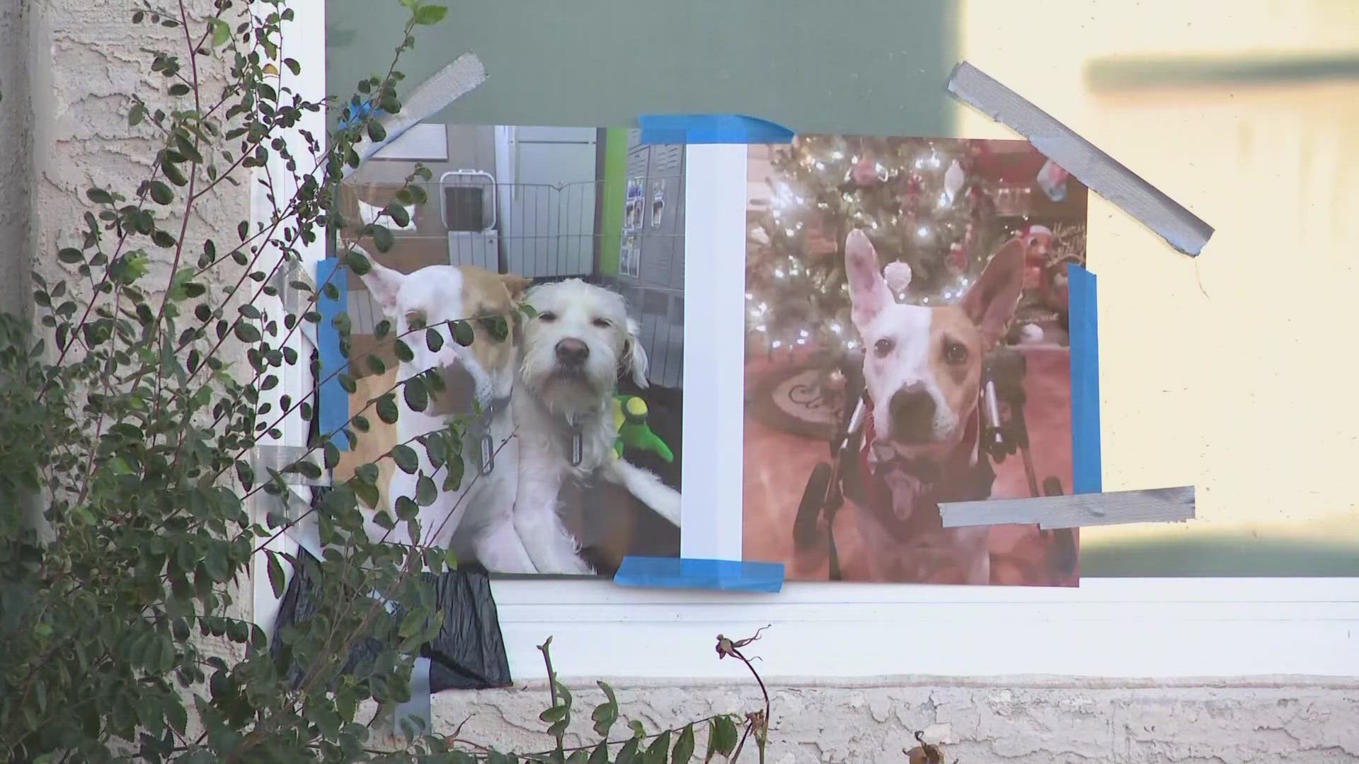 Judge denies request for return of 13 dogs after abuse, cruelty ...