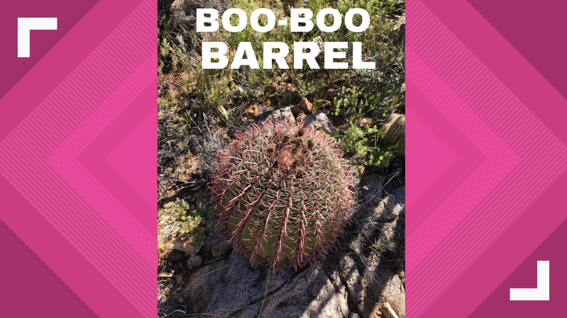 'Ouch-otillo': Phoenix couple creates guide to pokey things found on ...