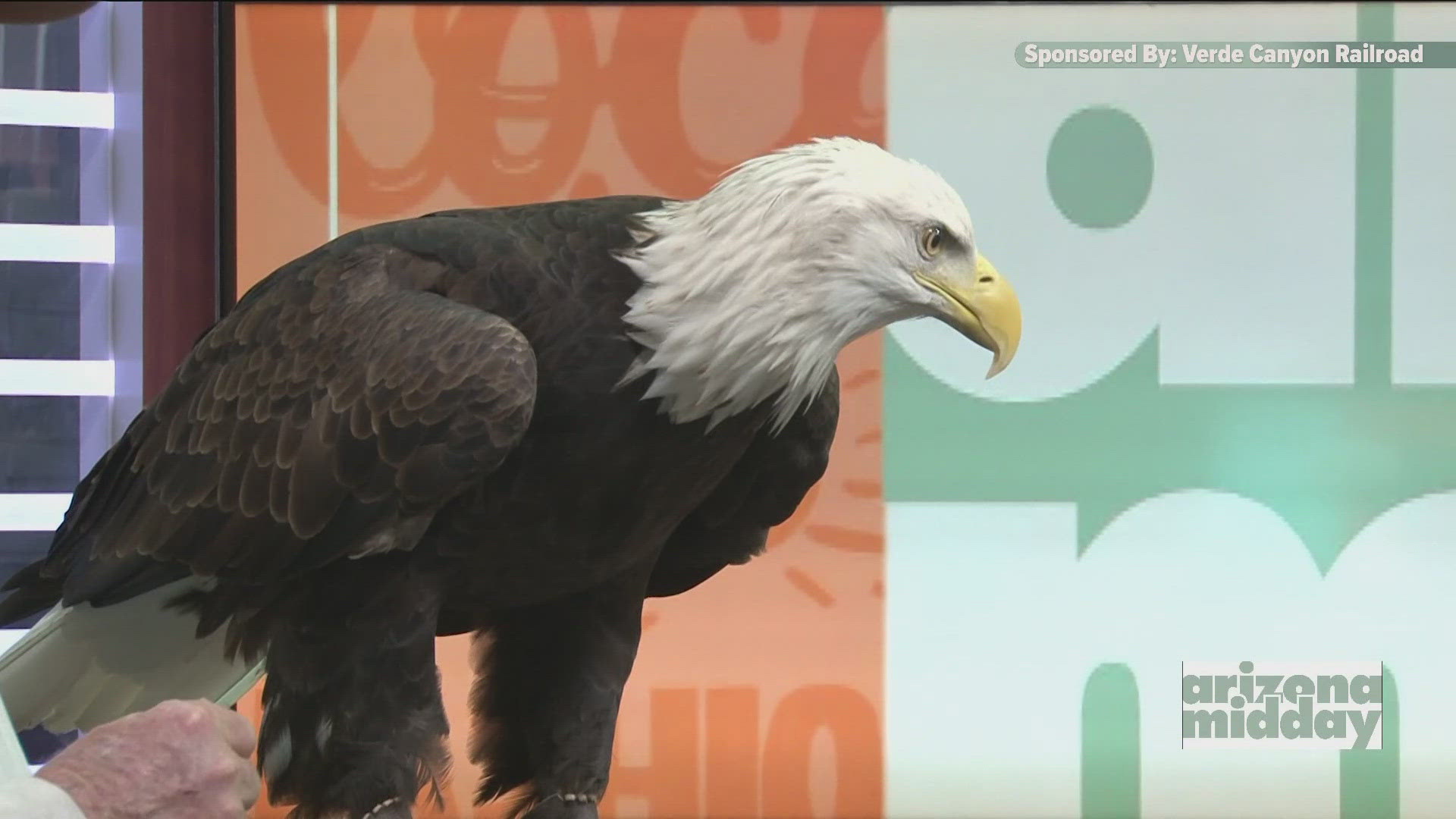 Look Up! It's Eagle Watch Season at Verde Canyon Railroad | 12news.com