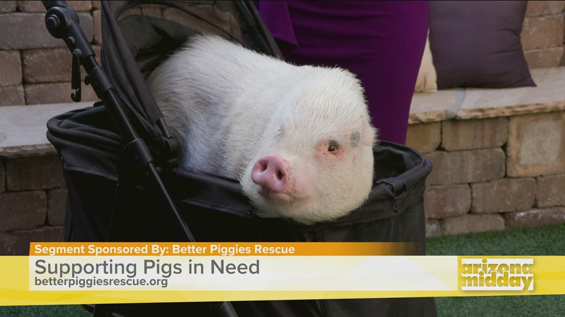 Local pig sanctuary needs your support | 12news.com