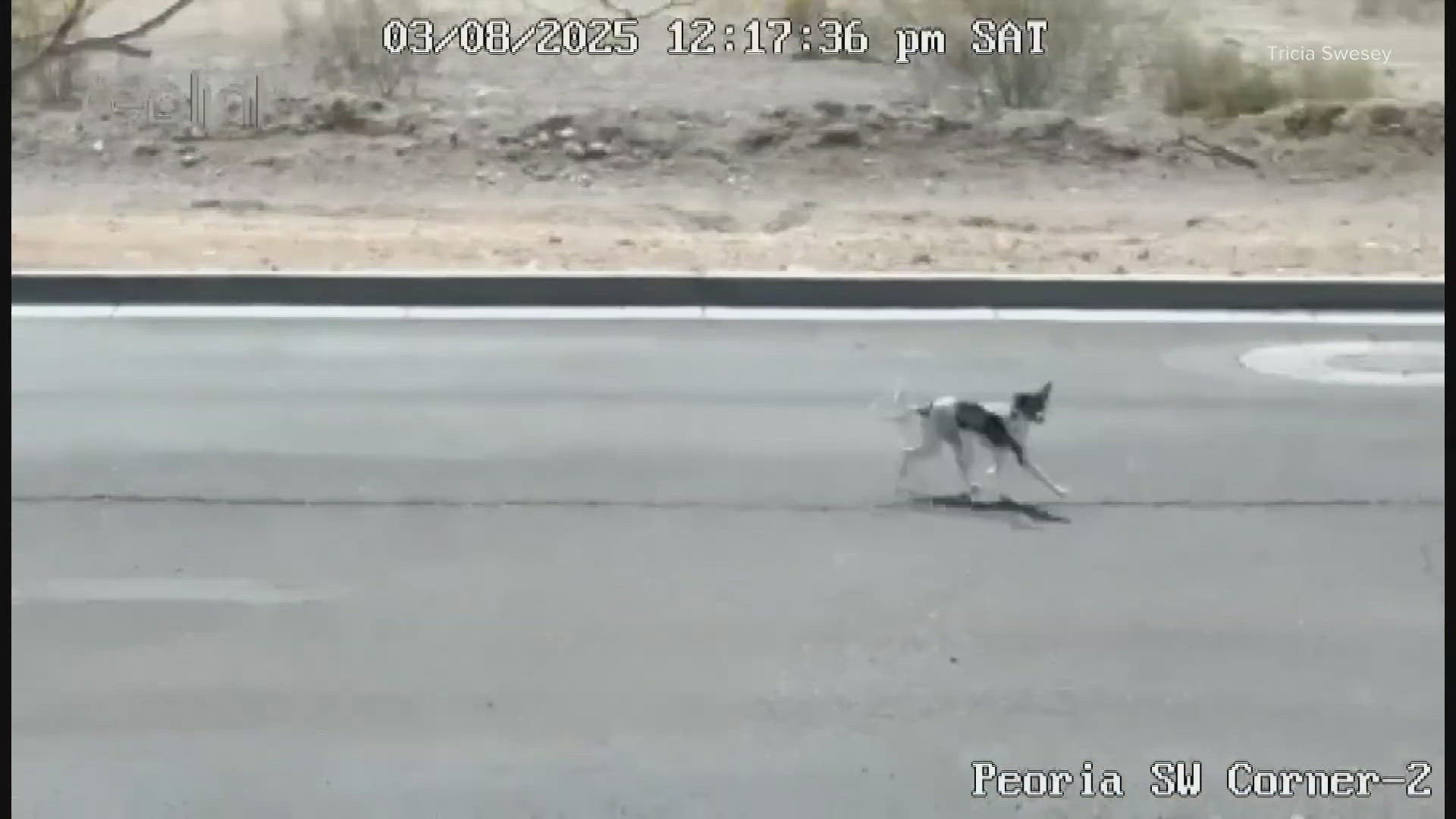 Suspects in abandoned dog incident arrested, facing charges | 12news.com