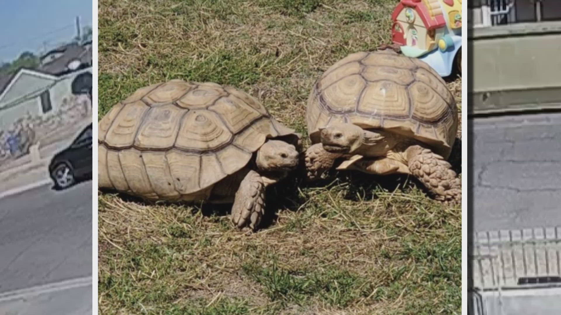 Beloved tortoises taken in broad daylight from Phoenix backyard ...