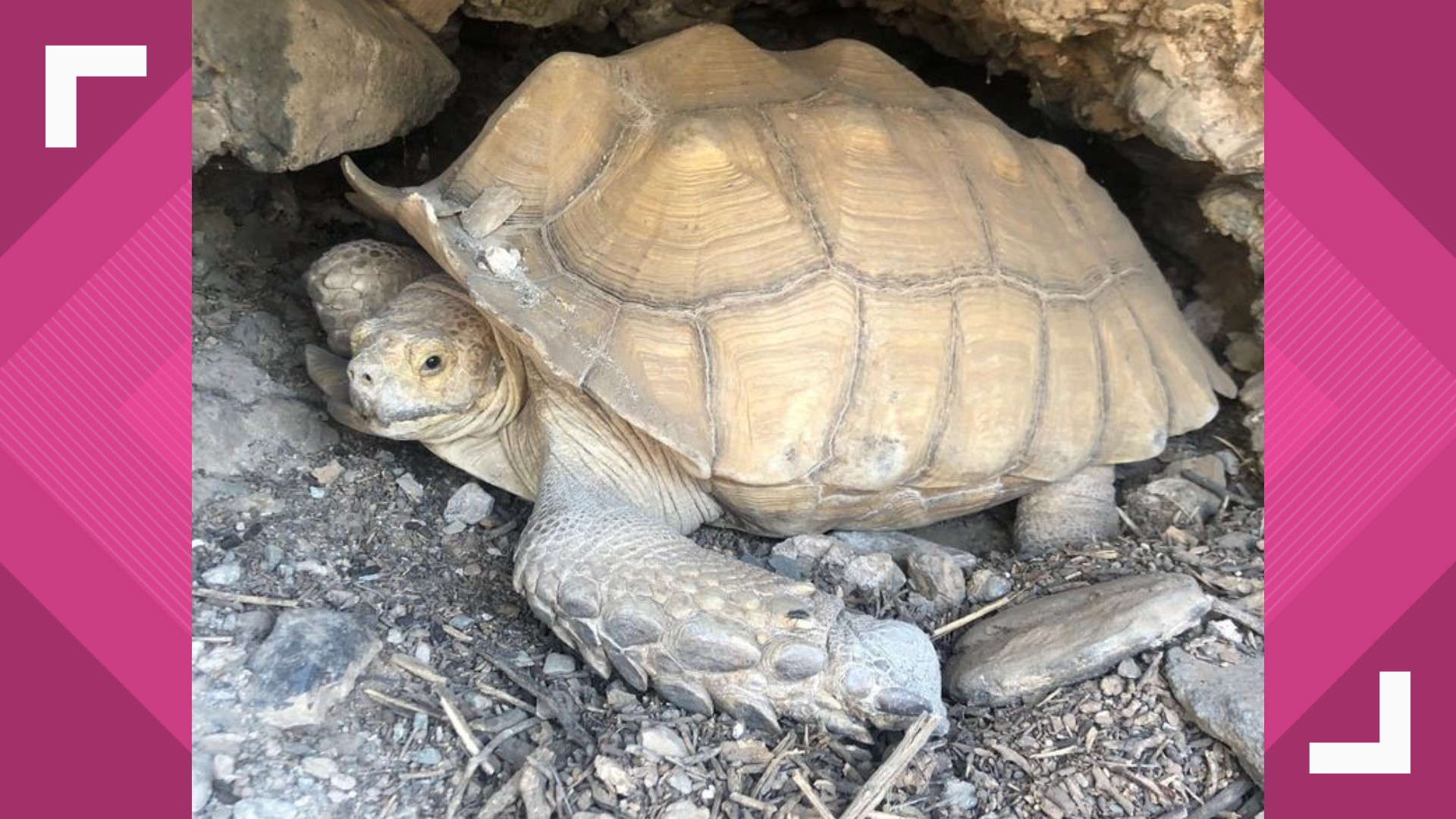 North Valley family's missing tortoise found | 12news.com