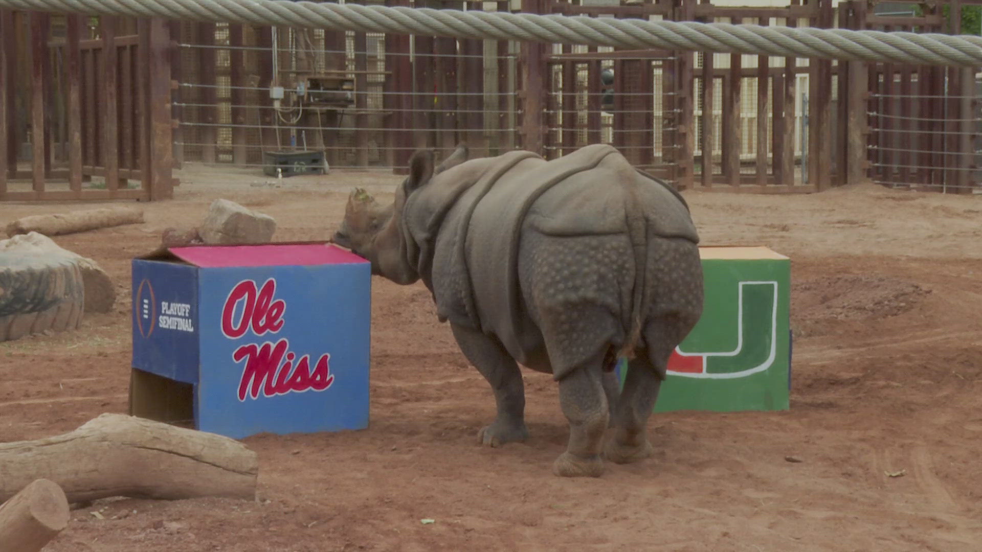 Rhino picks Miami to lose the Fiesta Bowl | 12news.com