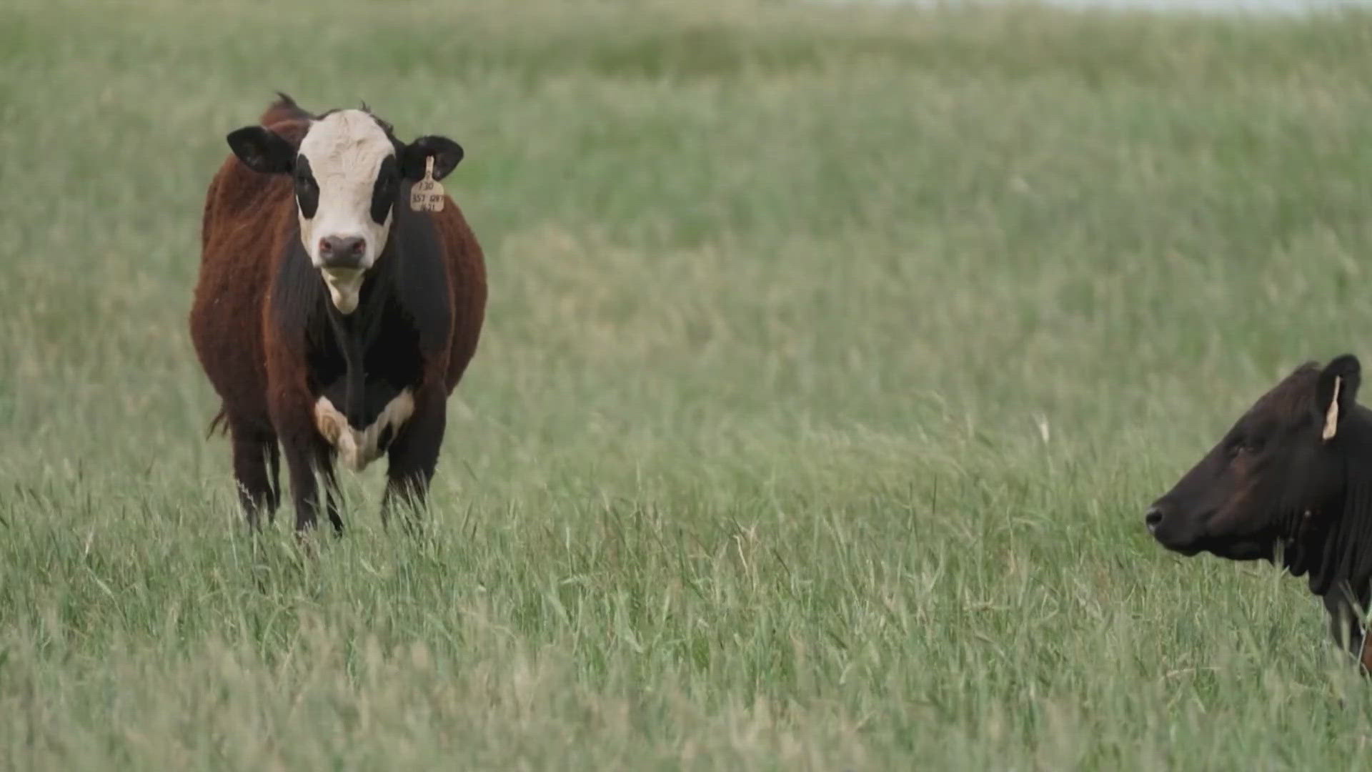 Cattle shortage drives beef prices to new highs in 2025 | 12news.com