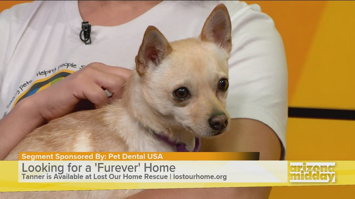 Sponsored: Adoptable pet Tanner helps with this week’s Fido’s Forecast ...