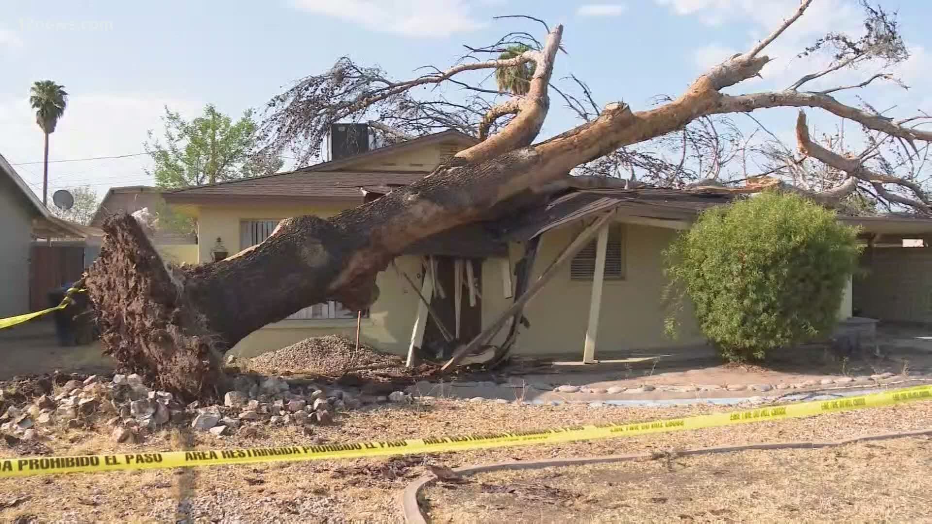 Monsoon storm knocks tree into Mesa home | 12news.com