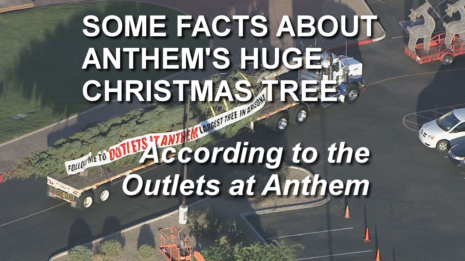 PHOTOS: Facts about Anthem Christmas tree | 12news.com