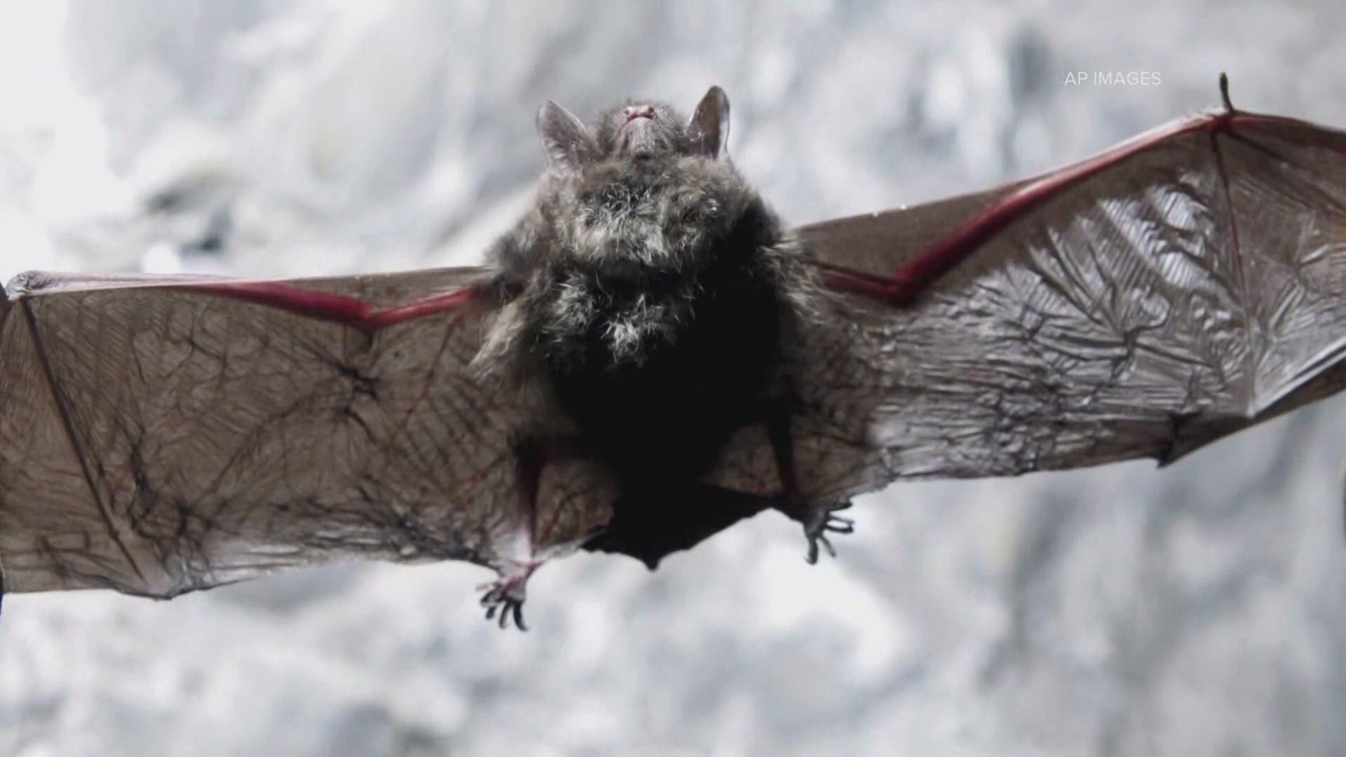 Arizona sees first case of deadly bat disease | 12news.com