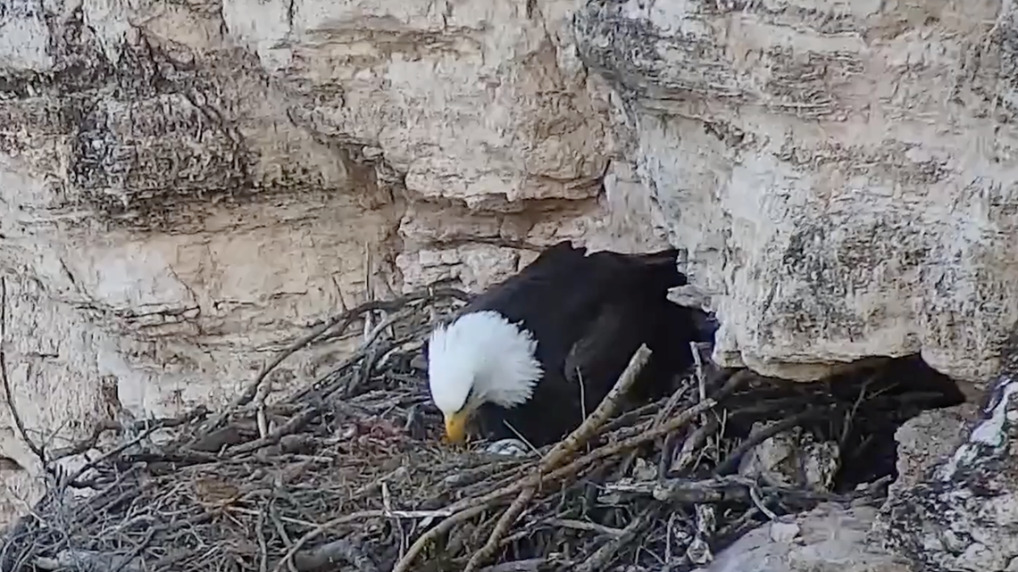 Record-number of bald eagle eggs reported in Arizona | 12news.com