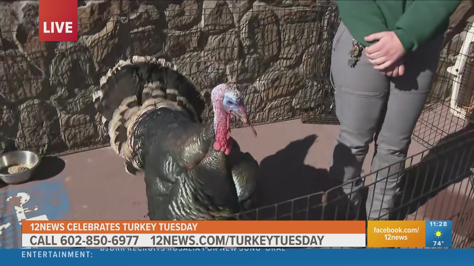 Animals from Bearizona come out to support the Turkey Tuesday ...