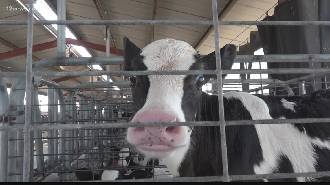 Here's how to adopt a cow as your classroom pet for free | 12news.com