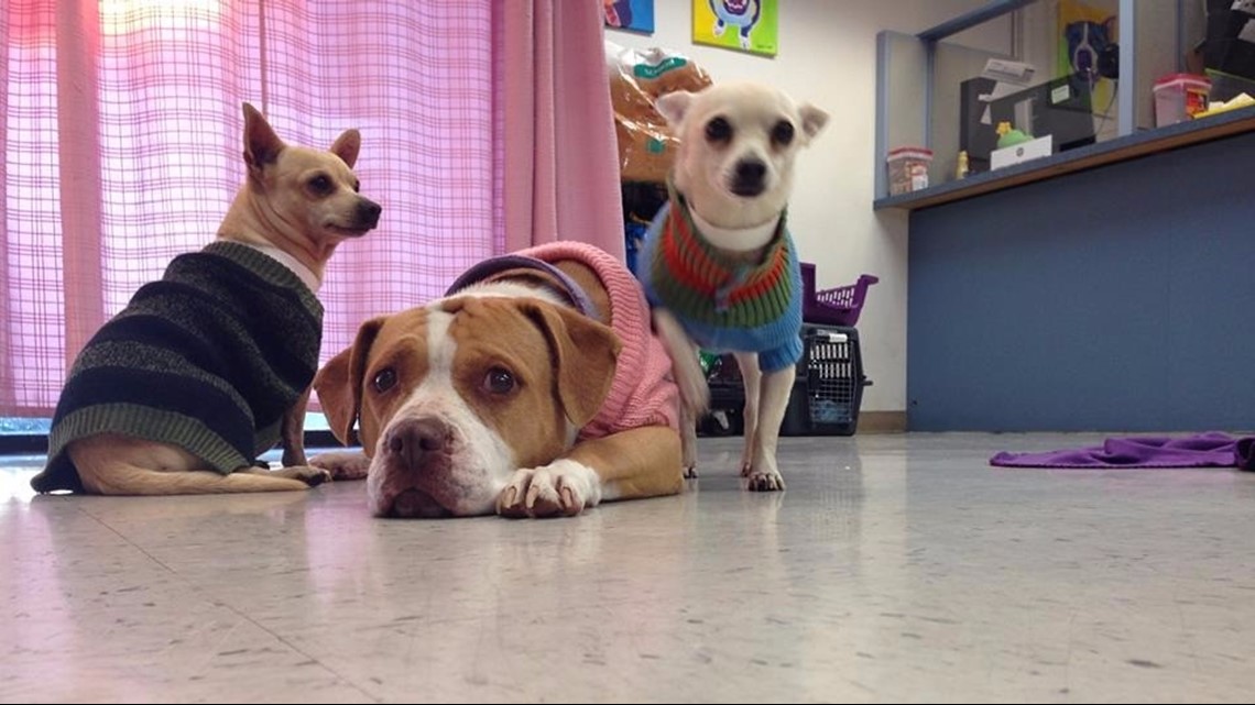 Maricopa County animal shelters taking precautions due to disease ...