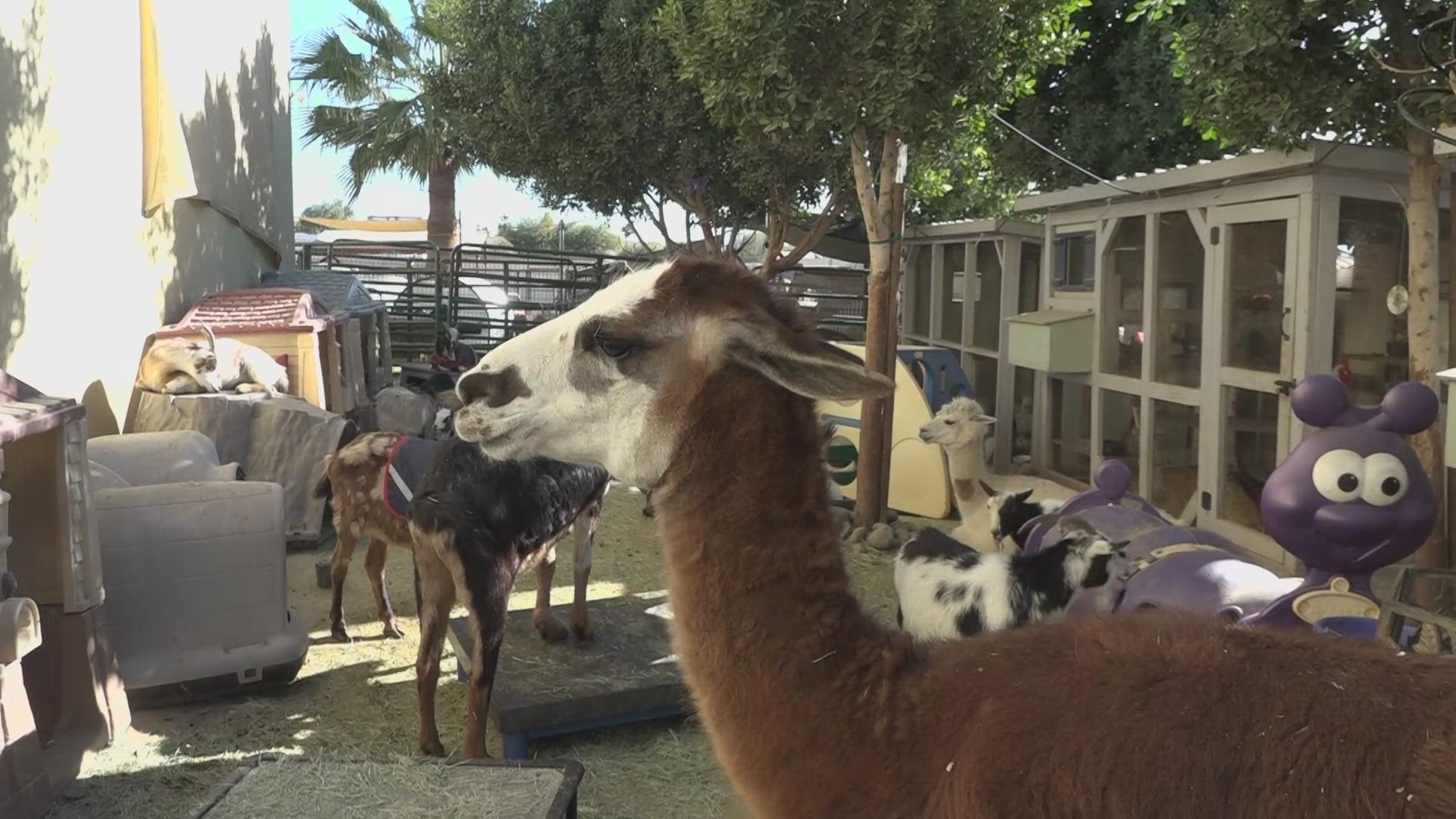 Surprise woman helping give animals a second chance at life | 12news.com