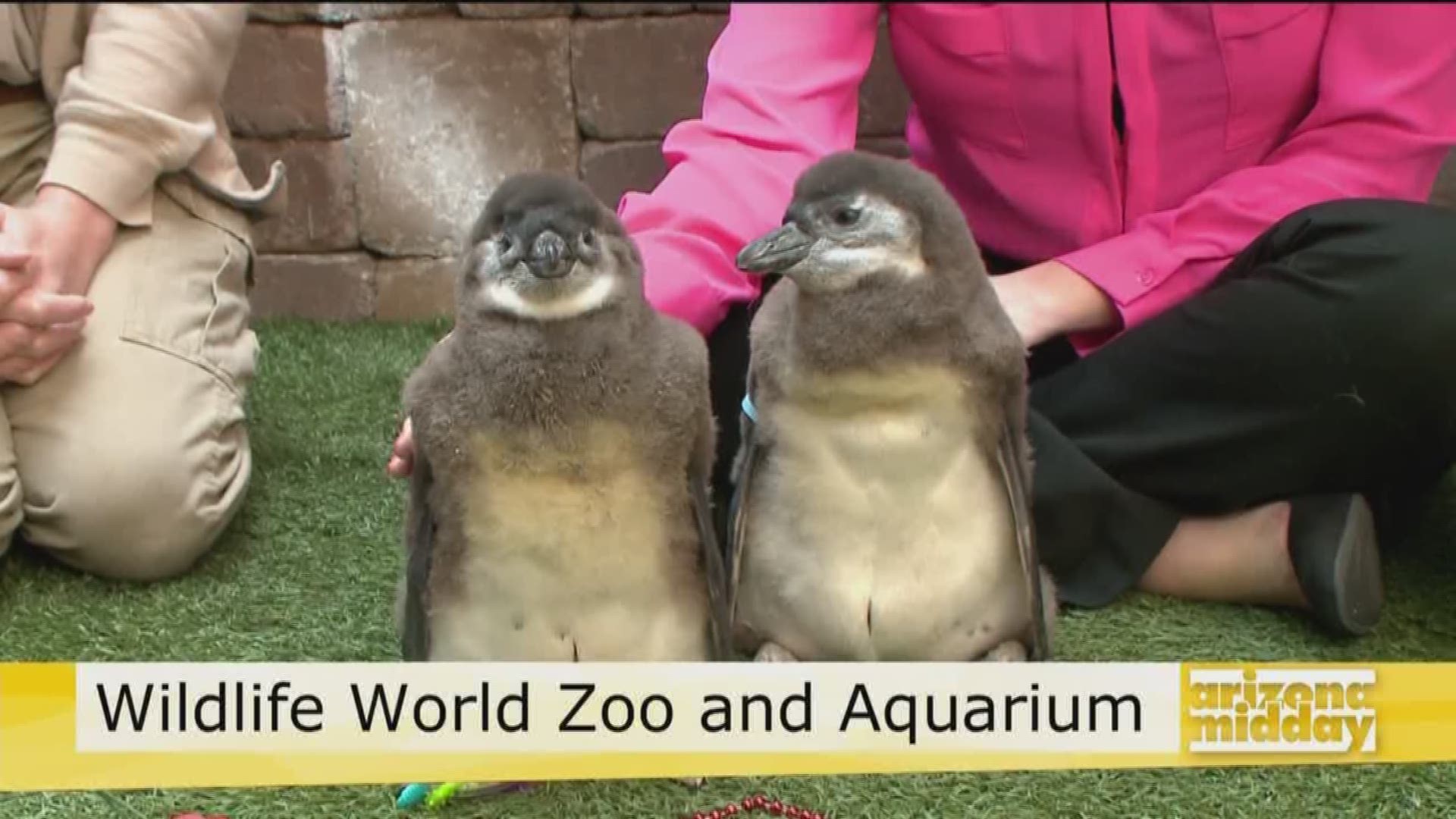 Meet Two Baby Penguins that Will Steal Your Heart | 12news.com