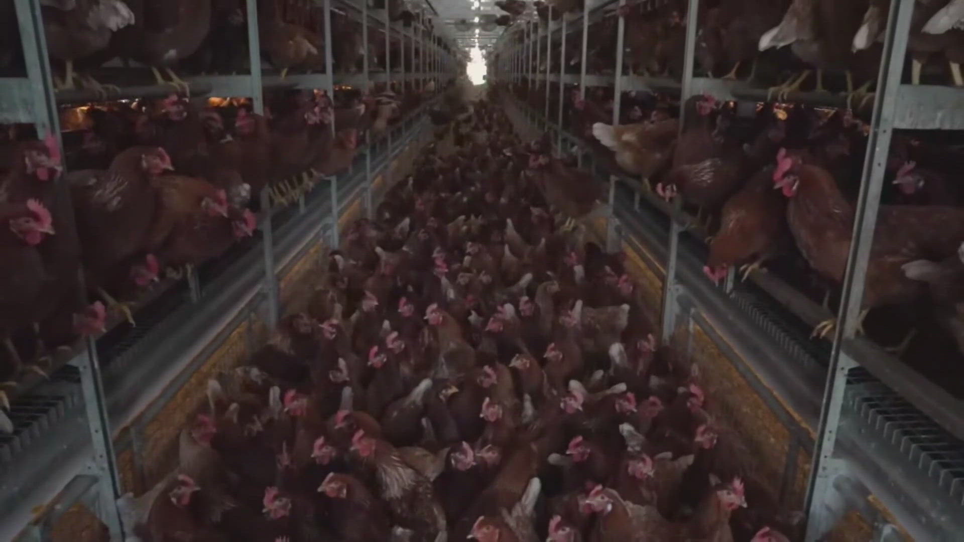 Southwest's top egg producer hit by avian flu shutdown | 12news.com