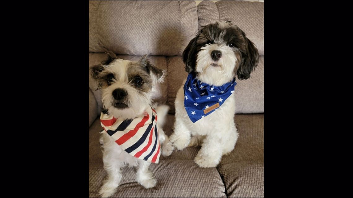 National Dog Day gallery from 12News viewers | 12news.com