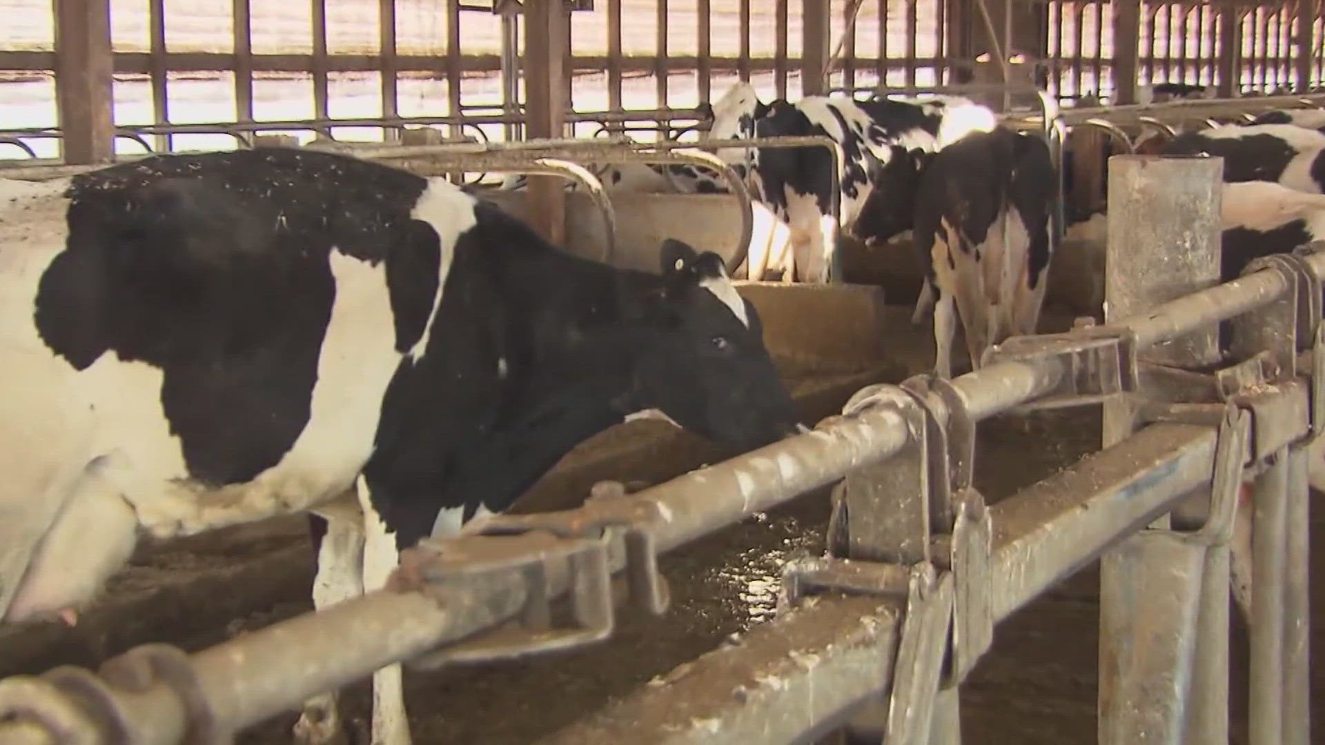 Avian flu detected in milk found on Arizona farm | 12news.com