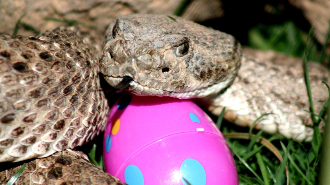 Hunting for Easter eggs this weekend? Look out for snakes. | 12news.com