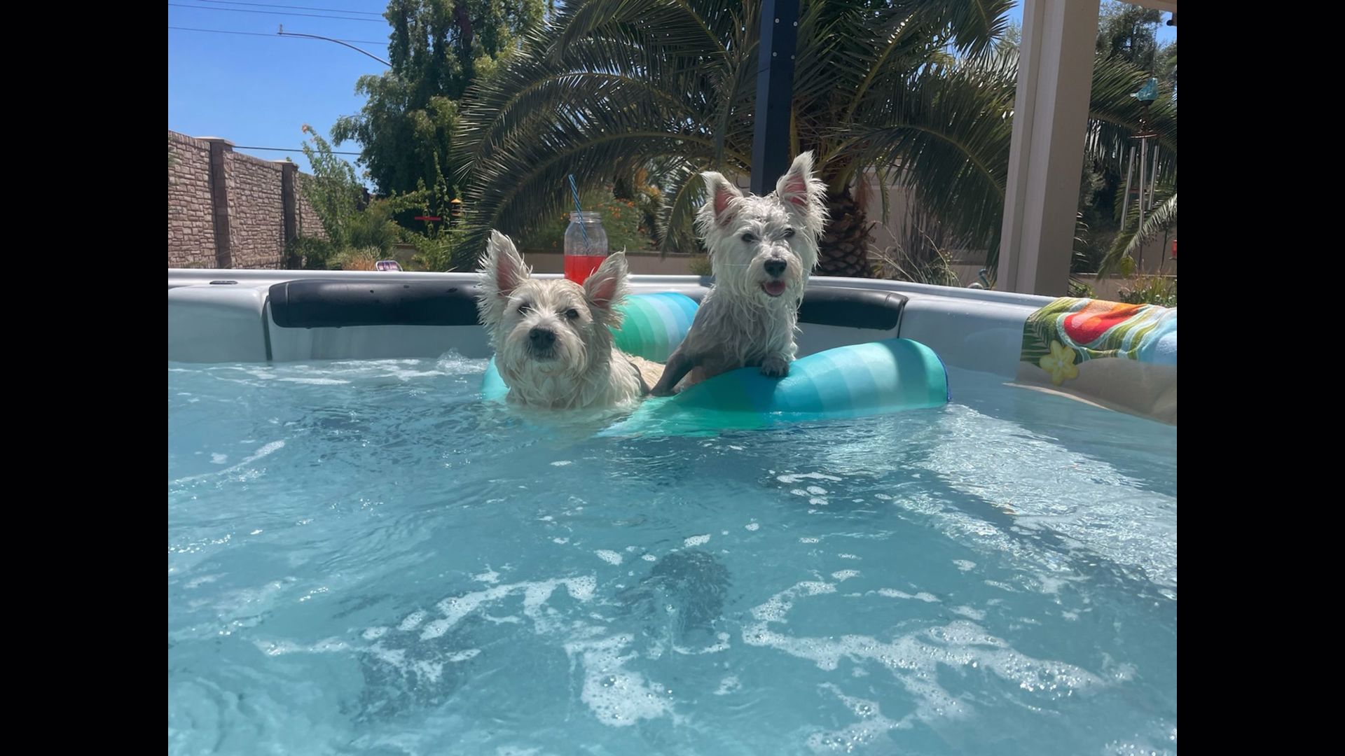 National Dog Day gallery from 12News viewers | 12news.com