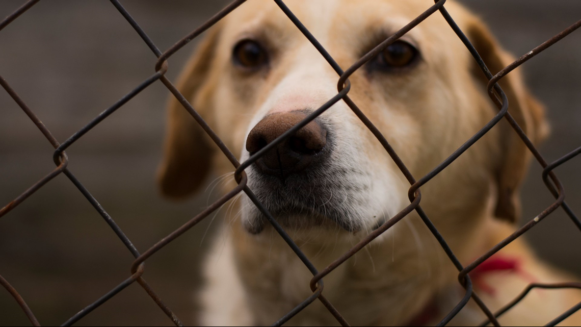 How to spot and report animal cruelty and abuse | 12news.com