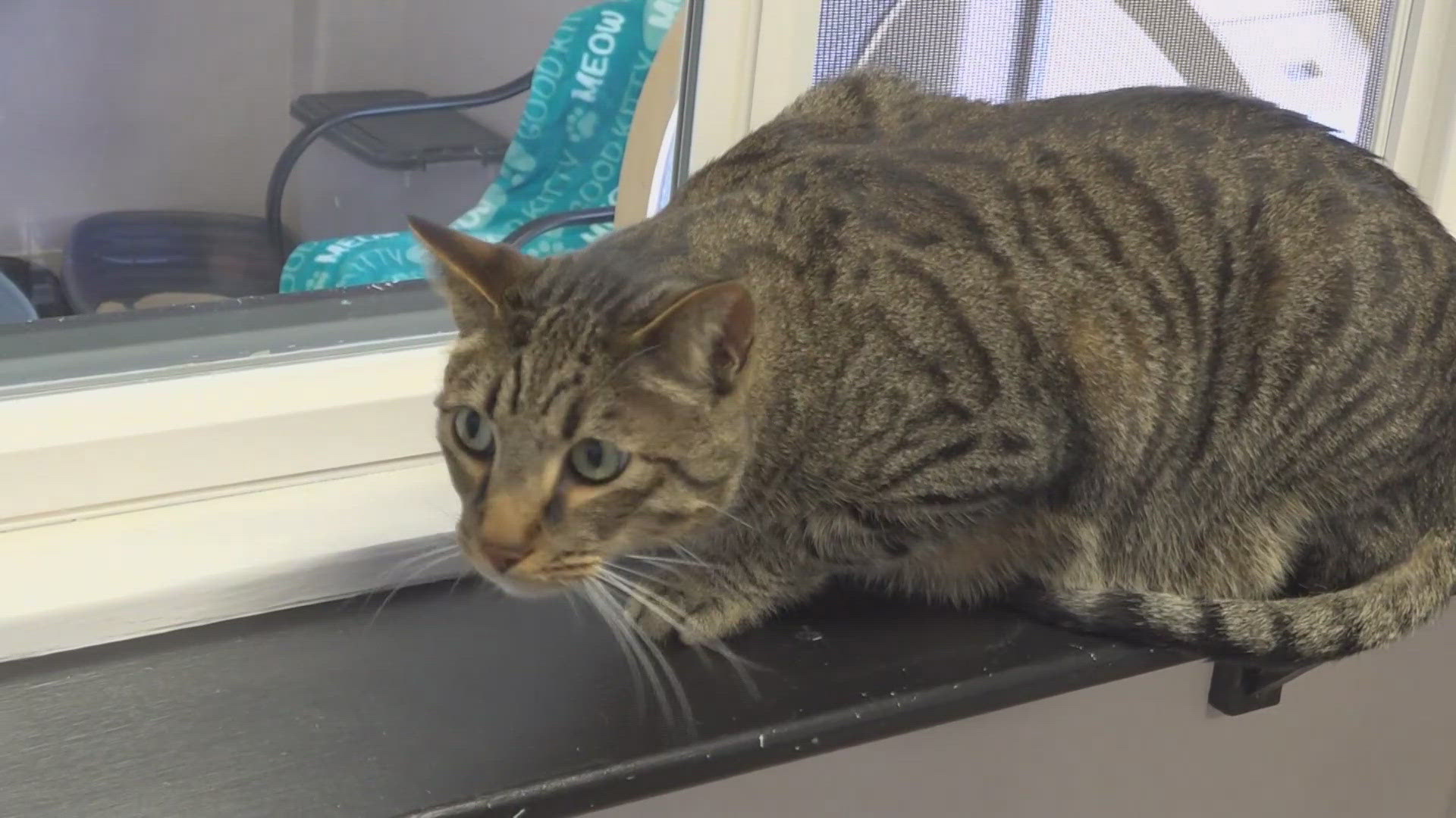 Cats displaced by California fires brought to Arizona rescue | 12news.com