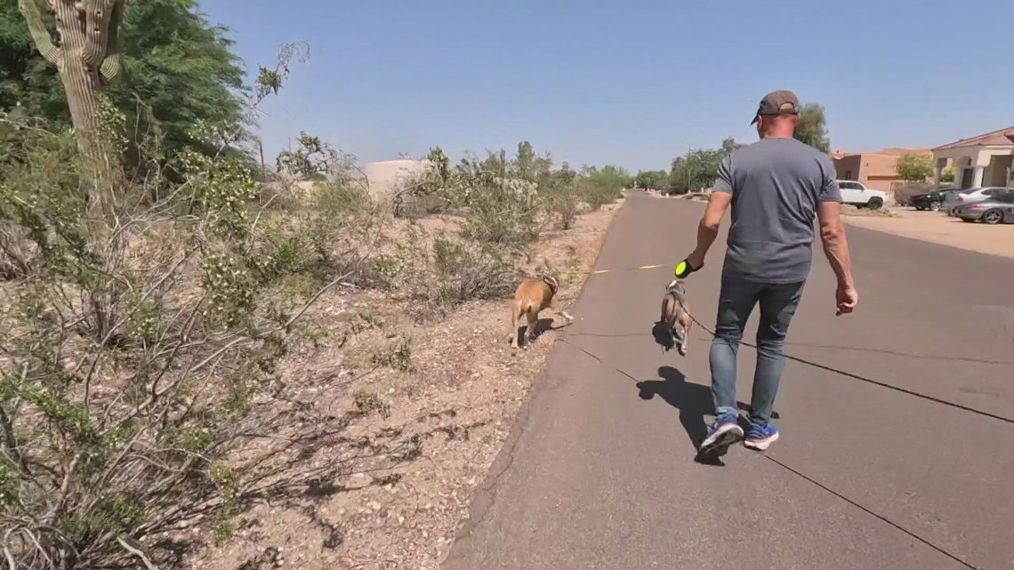 Man recounts javelina attack in West Valley | 12news.com