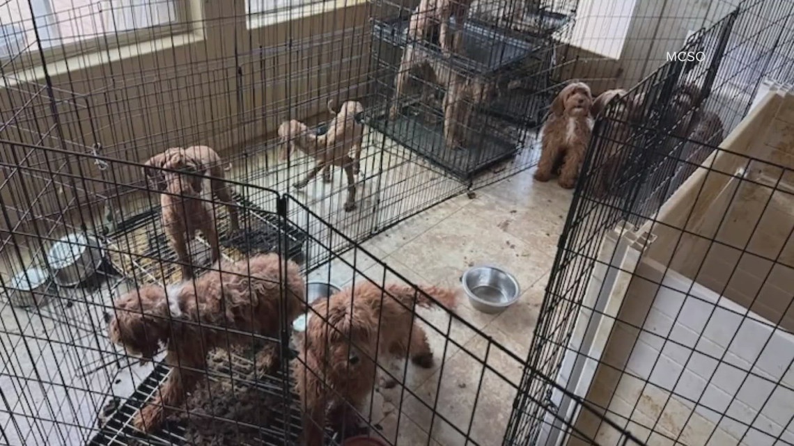 Can you adopt an animal rescued by the Maricopa County Sheriff's Office ...