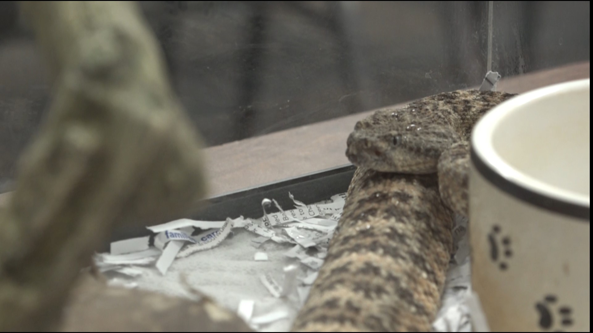 Although dangerous, death by a rattlesnake bite is extremely rare ...