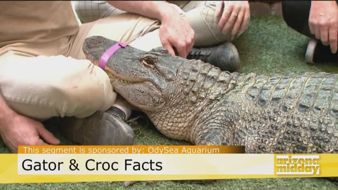 Crawl the Movie & Alligators | 12news.com