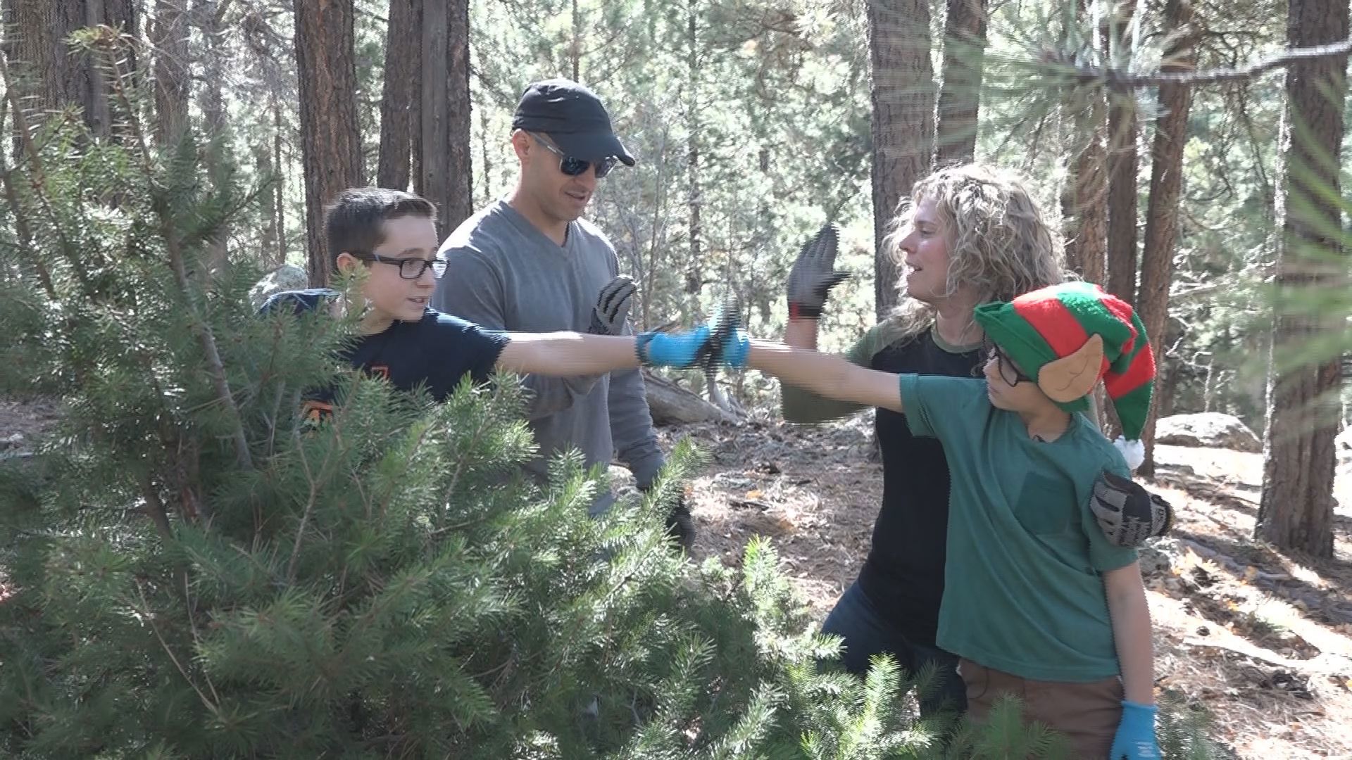 Where to chop down your own Christmas tree in Arizona | 12news.com