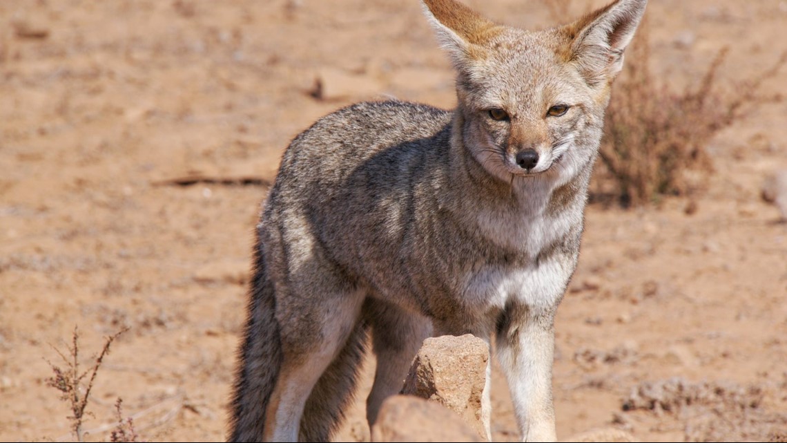 Rabies in gray foxes have quadrupled in Arizona | 12news.com