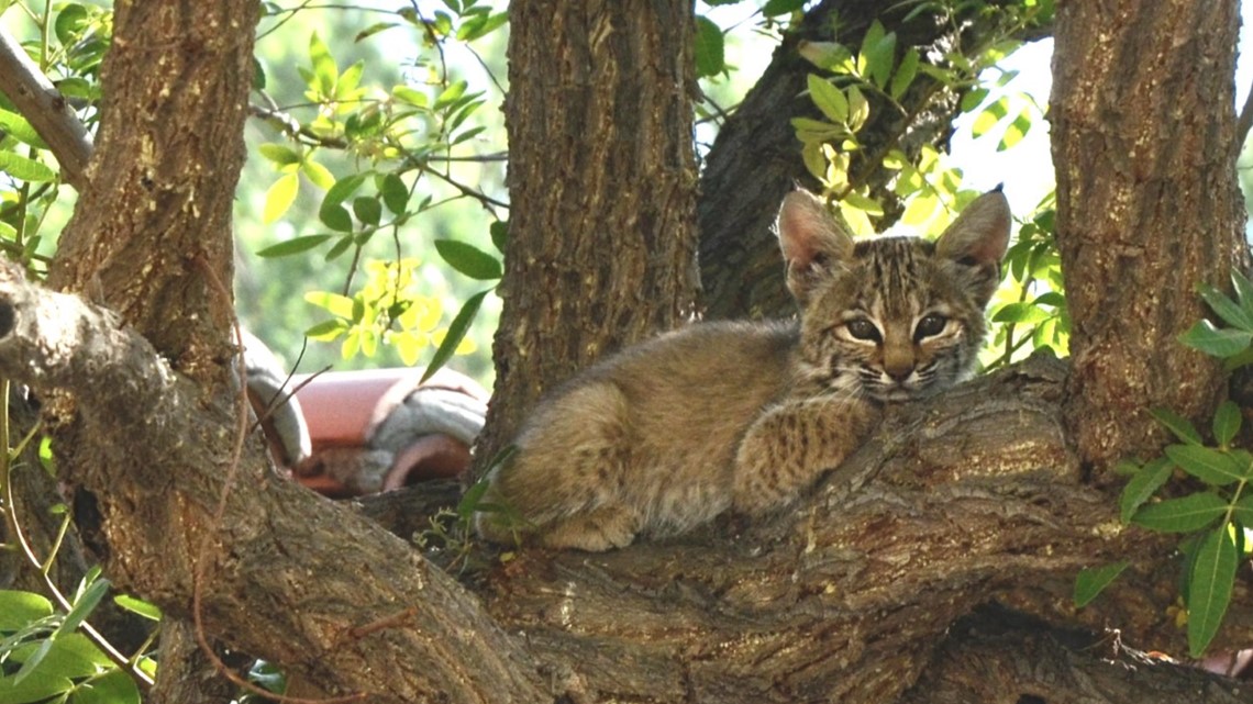 Study: Bobcat population thriving in southern Arizona | 12news.com
